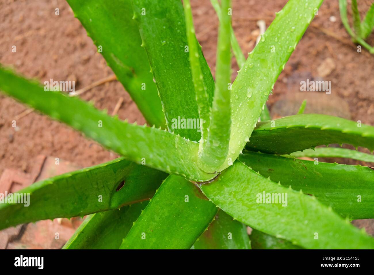 Aloe vera, Excursion to a spice garden in Sri Lanka Stock Photo - Alamy