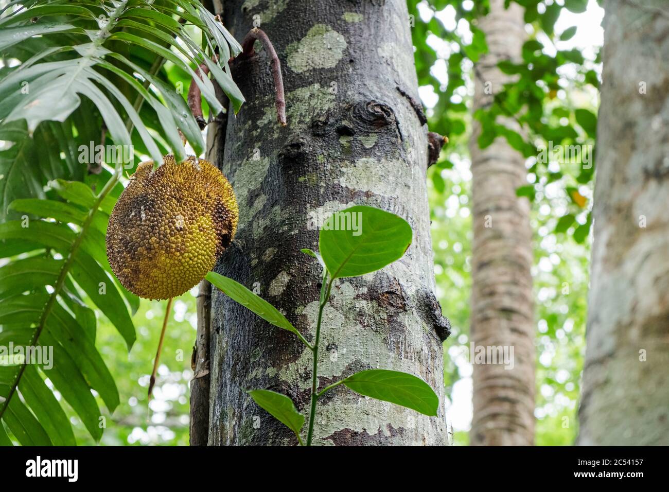 Jackfrucht in the jungle in Sri Lanka Stock Photo - Alamy