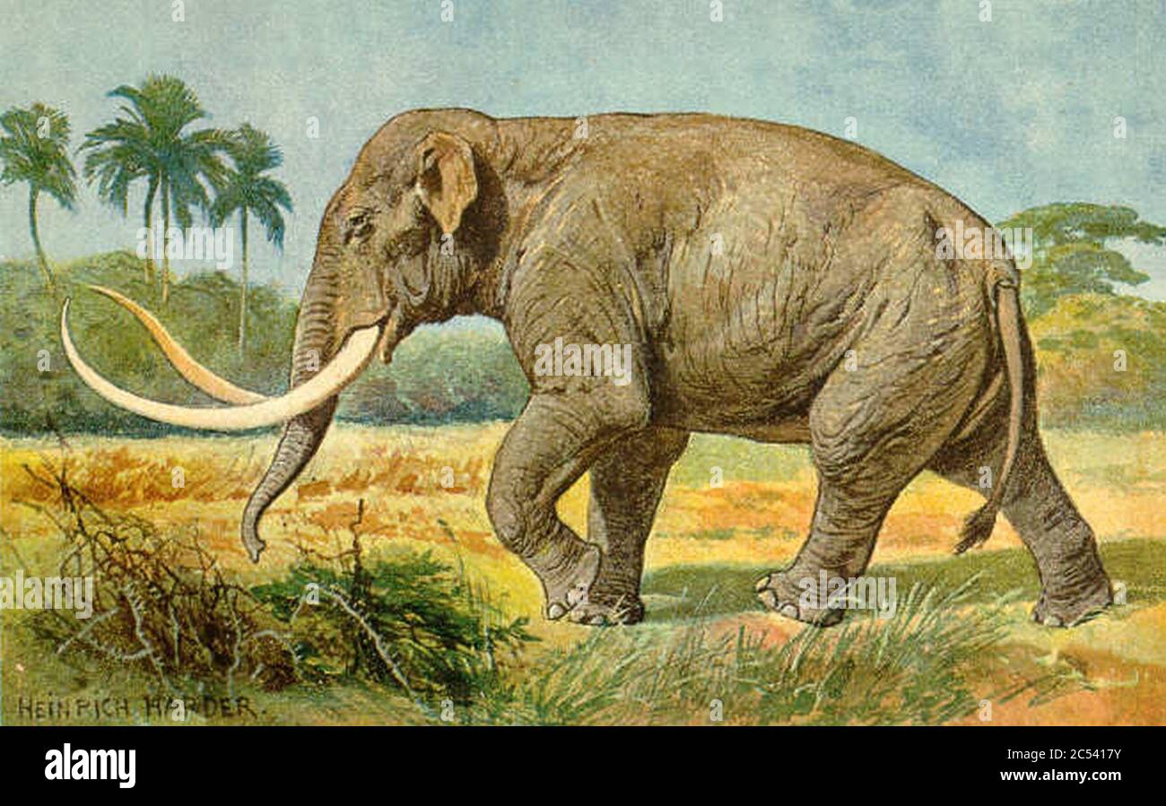 Imperial elephant hi-res stock photography and images - Alamy