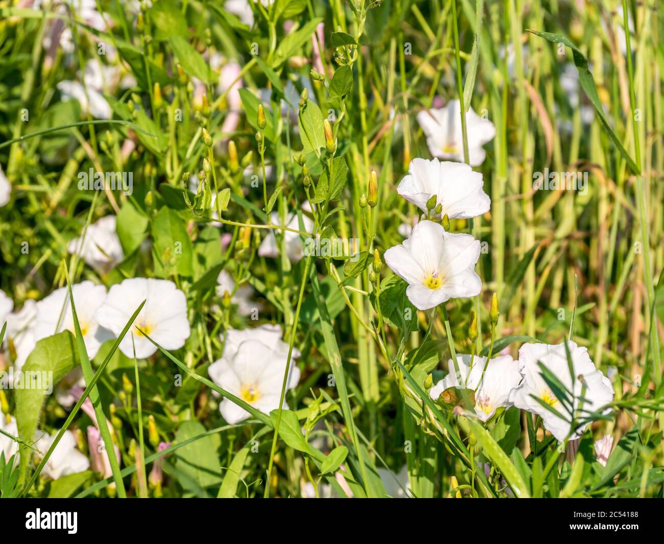 Field filled with flower Bindweed (CONVOLVULUS ARVENSIS). Wild nature ...