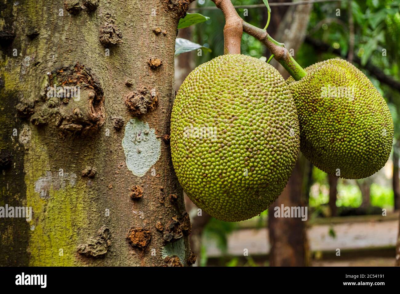 Jackfrucht, Excursion to a spice garden in Sri Lanka Stock Photo - Alamy