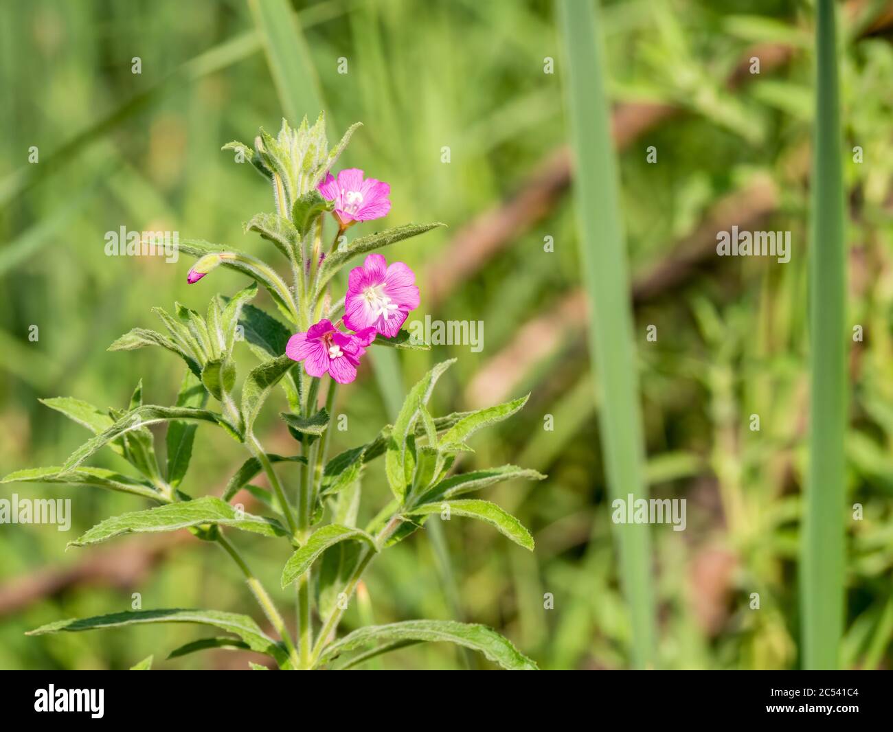 Loosestrife Family High Resolution Stock Photography and Images - Alamy