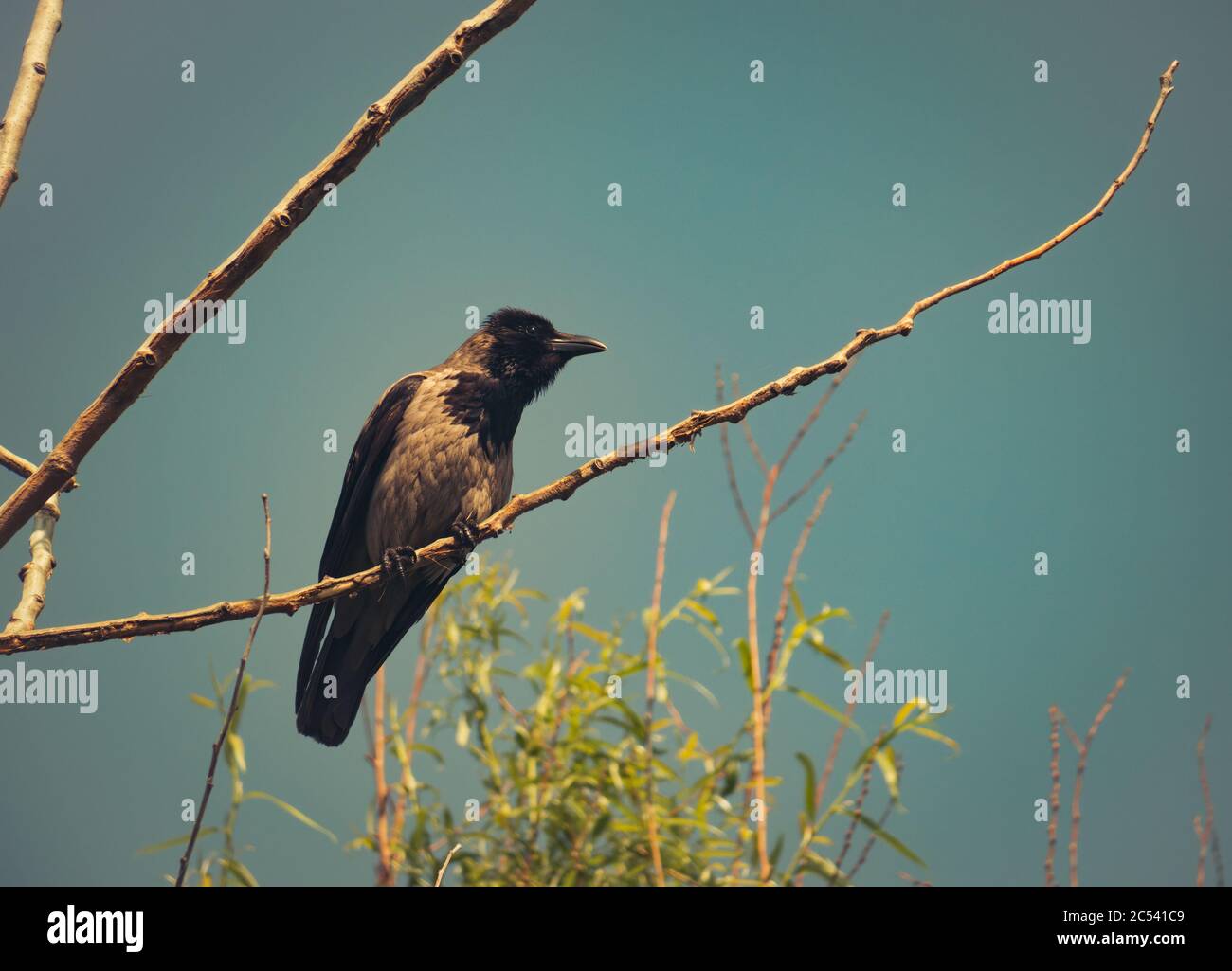 A crow or a black bird sitting on a tree branch Stock Photo - Alamy