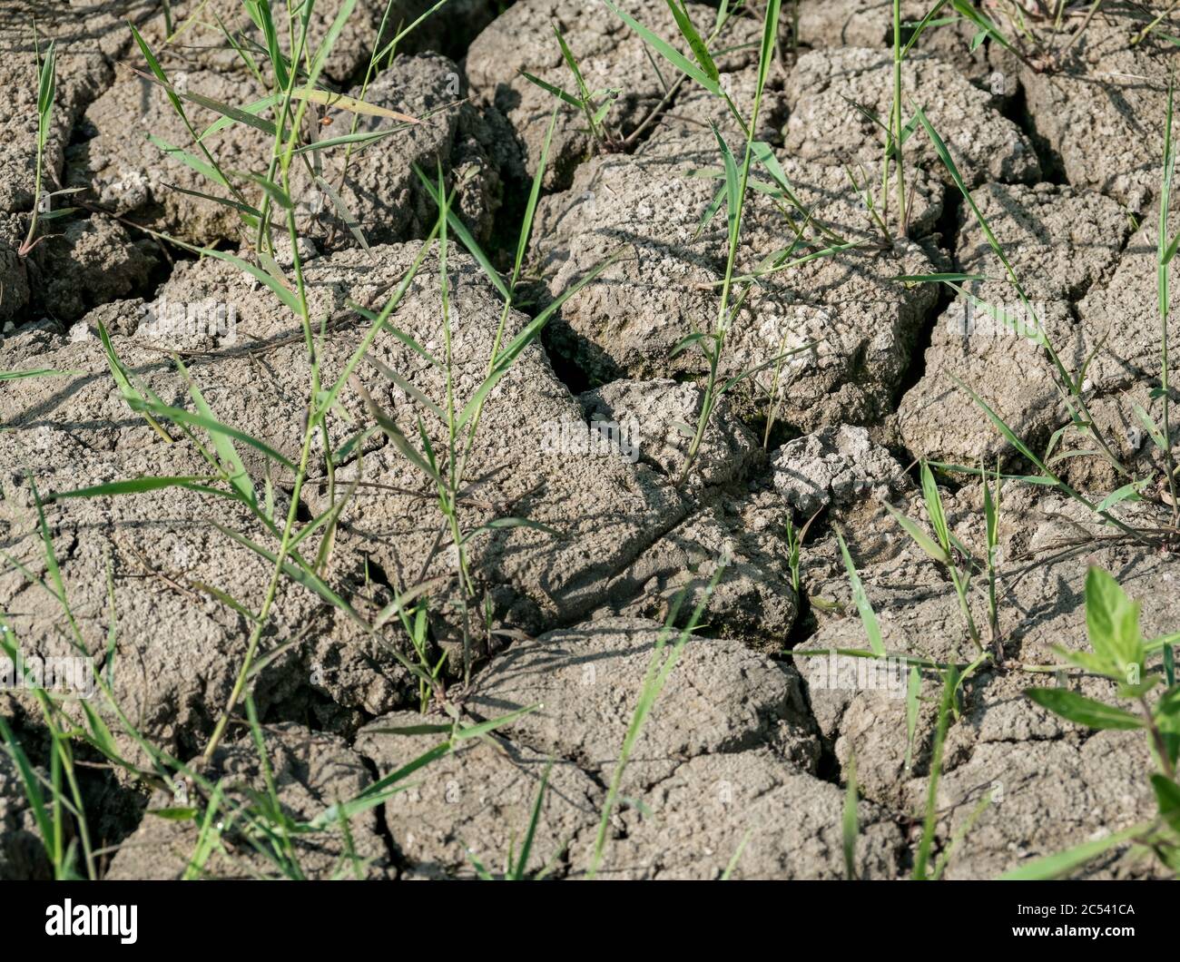 Fresh grass threads growing on dry cracked ground or soil Stock Photo ...