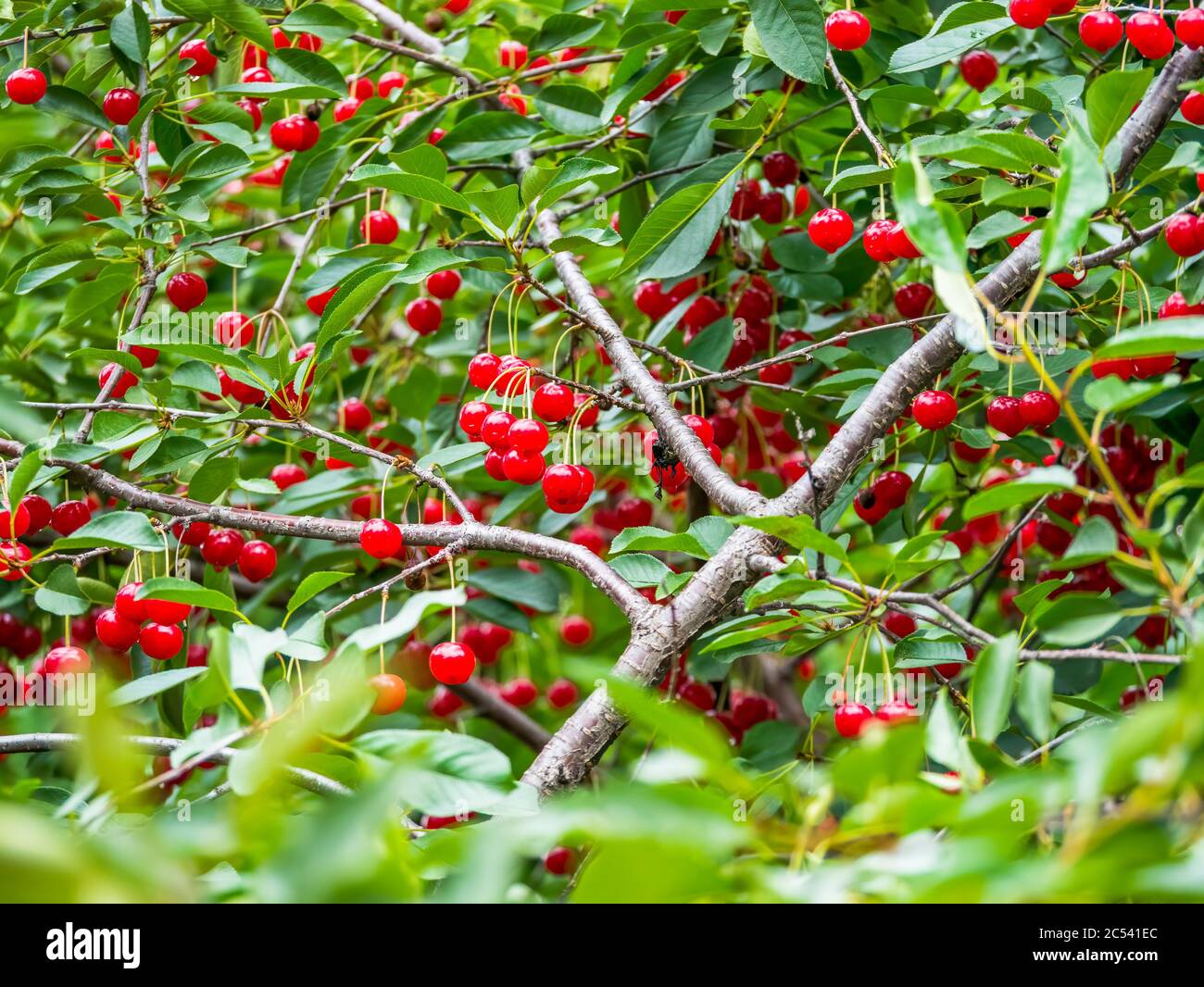 Fresh red cherry berries in a tree with green leaves. Selective focus ...