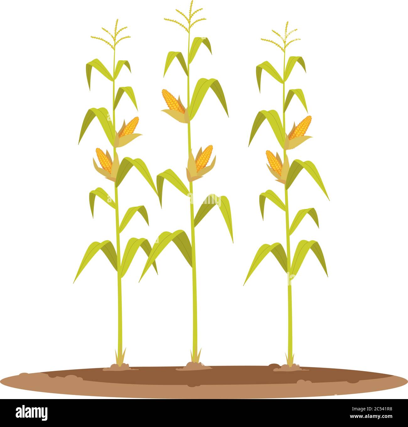 Corn plants semi flat RGB color vector illustration Stock Vector Image ...