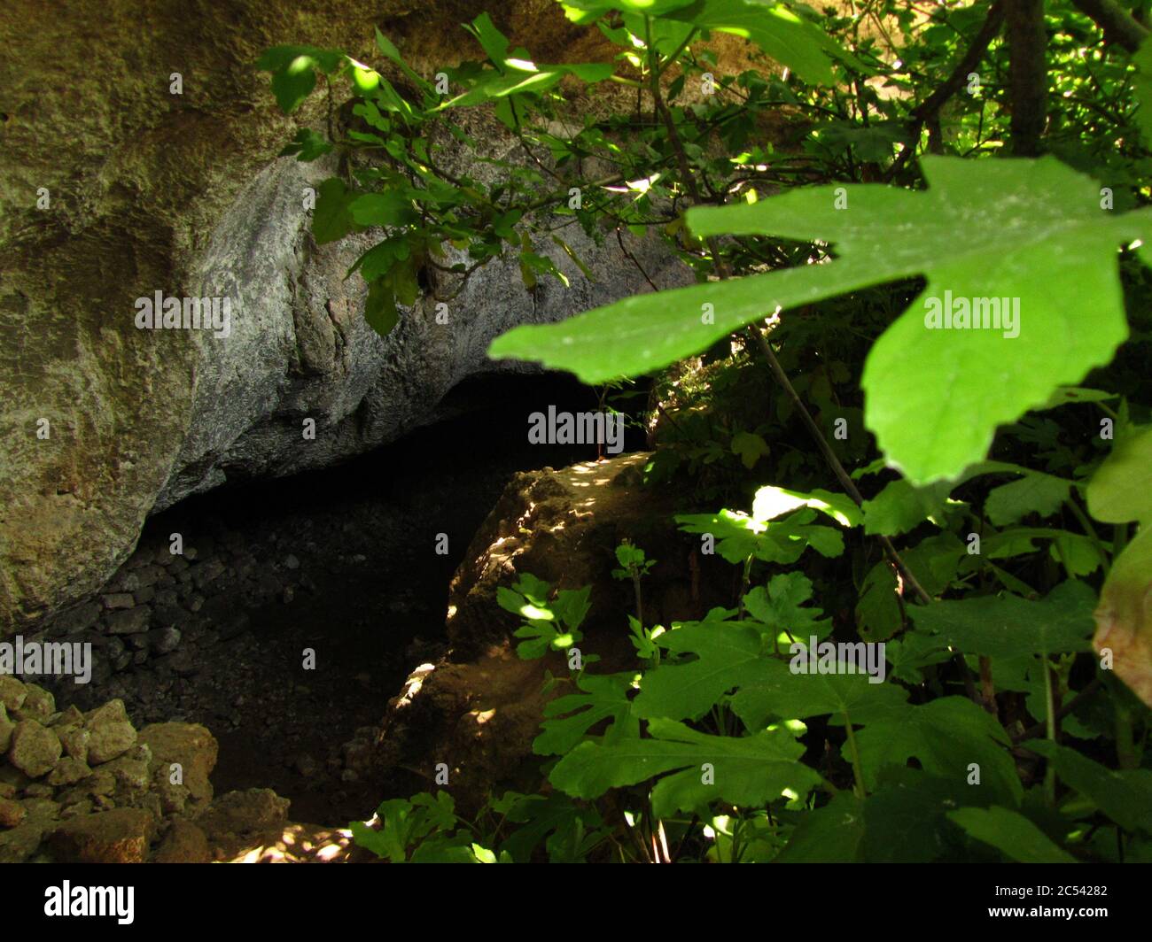 Selective focus shot of leaves of a wild fig tree in front of the cave ...