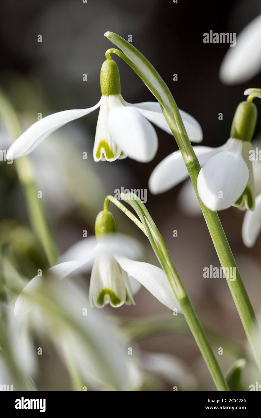 Plant snowdrop hi-res stock photography and images - Alamy