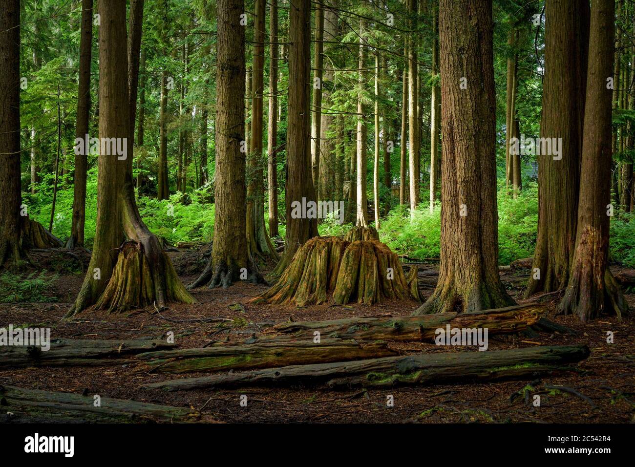 Second growth forest with few understory plants, due to foot traffic ...