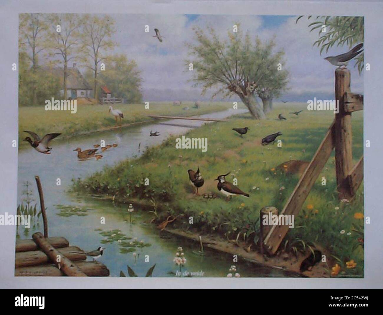 In de weide Stock Photo - Alamy