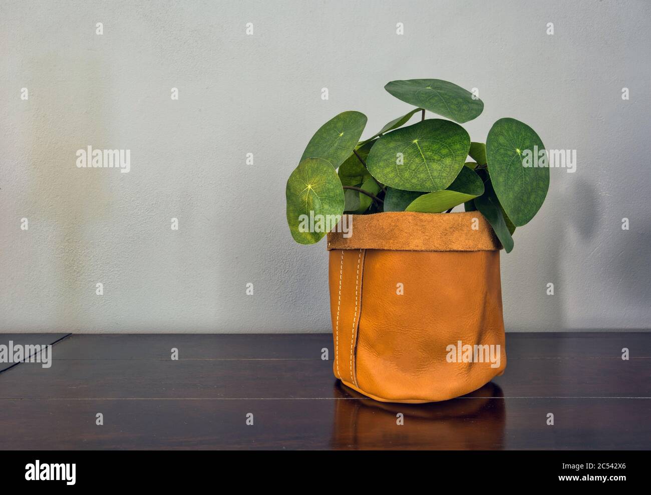 pancake plant, pilea peperomioides in brown sack, retro modern ...