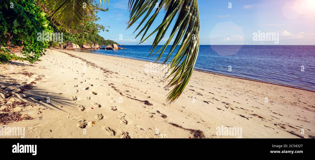 Palm and tropical beach. Vacation holidays travel concept background ...