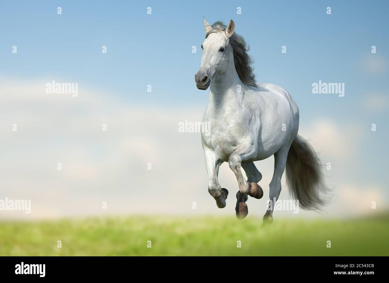 White arabian stallion in motion hi-res stock photography and images ...