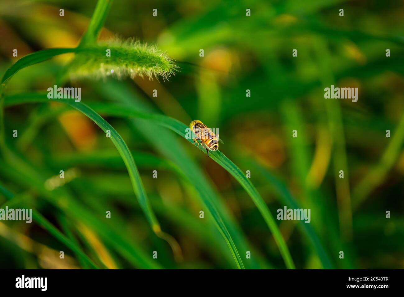 Jungle bee hi-res stock photography and images - Alamy