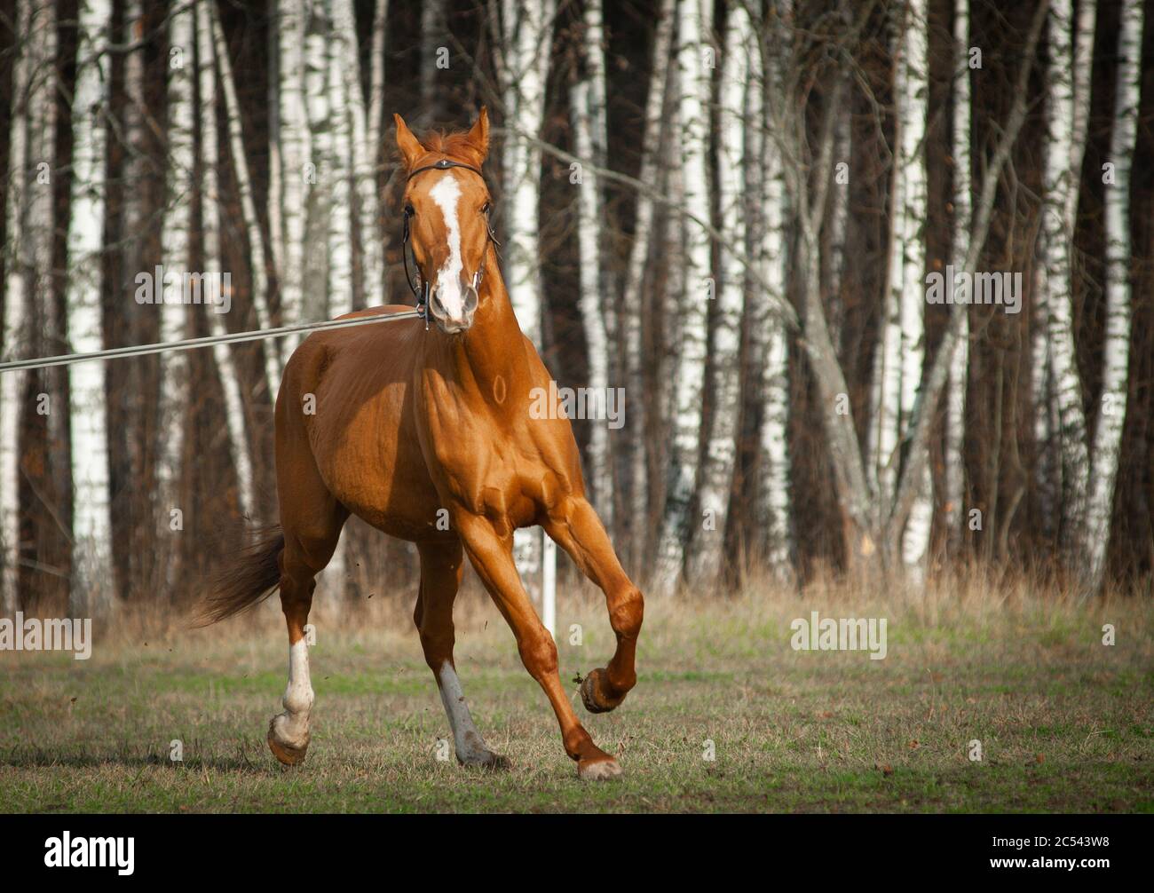 Purebred horse hi-res stock photography and images - Alamy