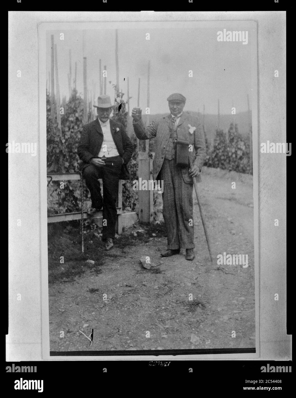 In the hop fields of England Stock Photo - Alamy