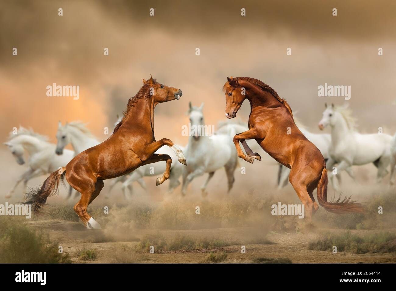 Wild stallions fighting hi-res stock photography and images - Alamy