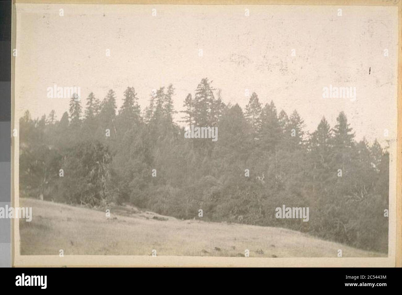 In the mountains back of Laytonville 1910 Stock Photo - Alamy