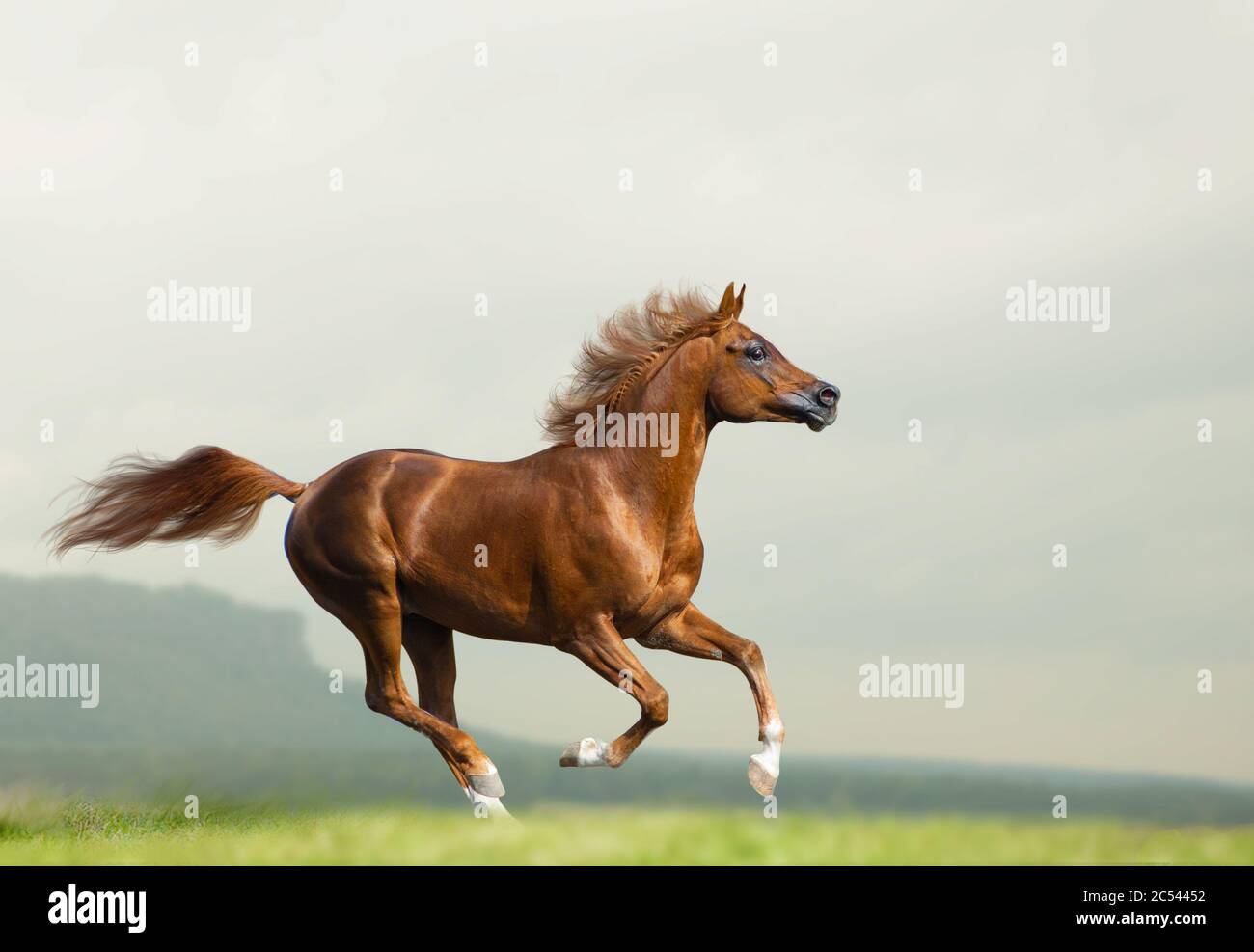 Chestnut Arabian Horse Wallpaper