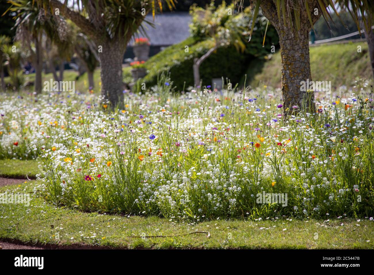 wild flowers in flowerbed, Abbey Park, Torquay, Devon Stock Photo - Alamy
