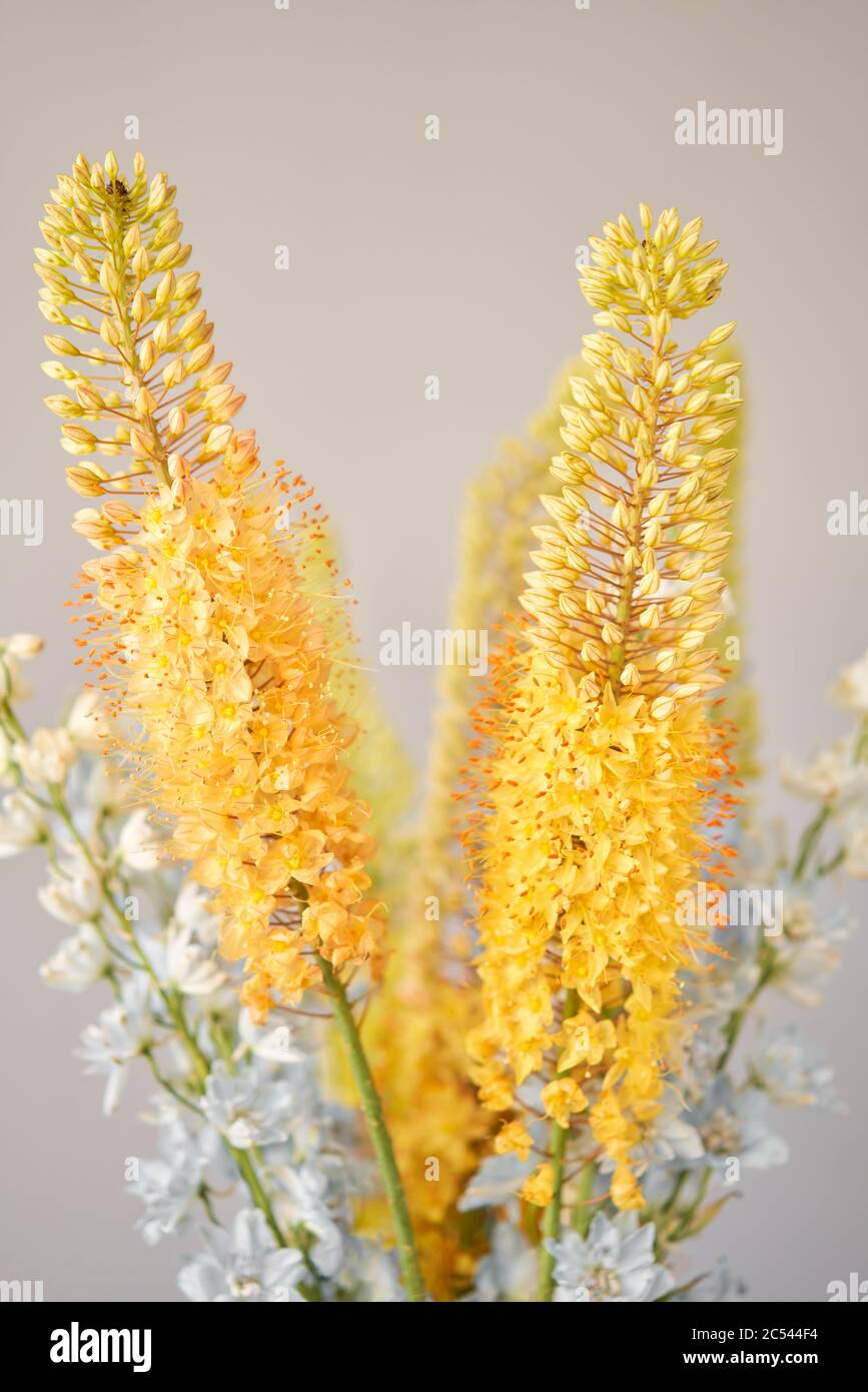 Eremurus pinocchio hi-res stock photography and images - Alamy