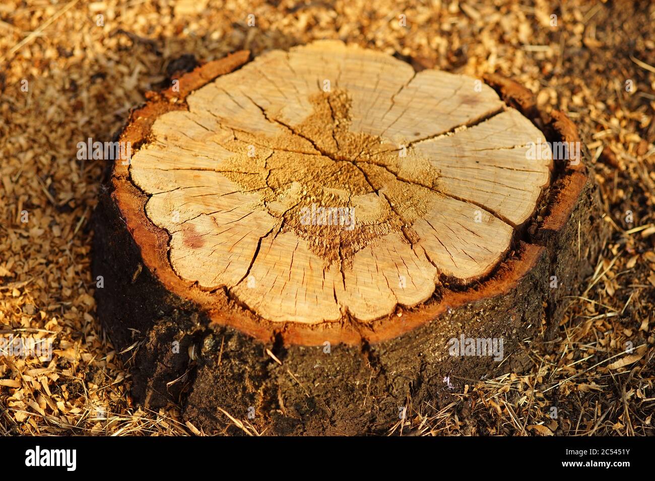 dry stump in cracks in a sunny garden Stock Photo - Alamy