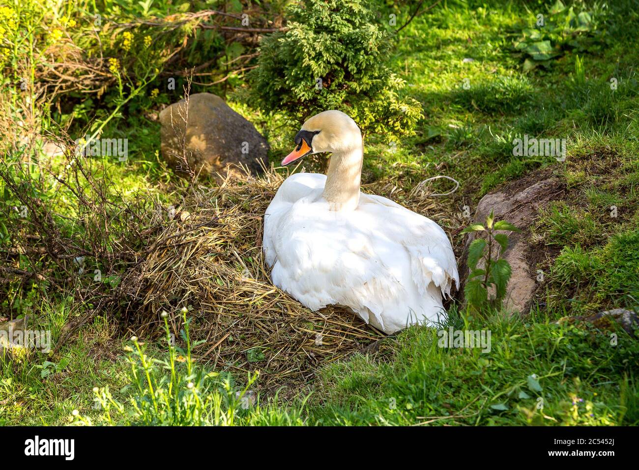 Hatching swans hi-res stock photography and images - Alamy
