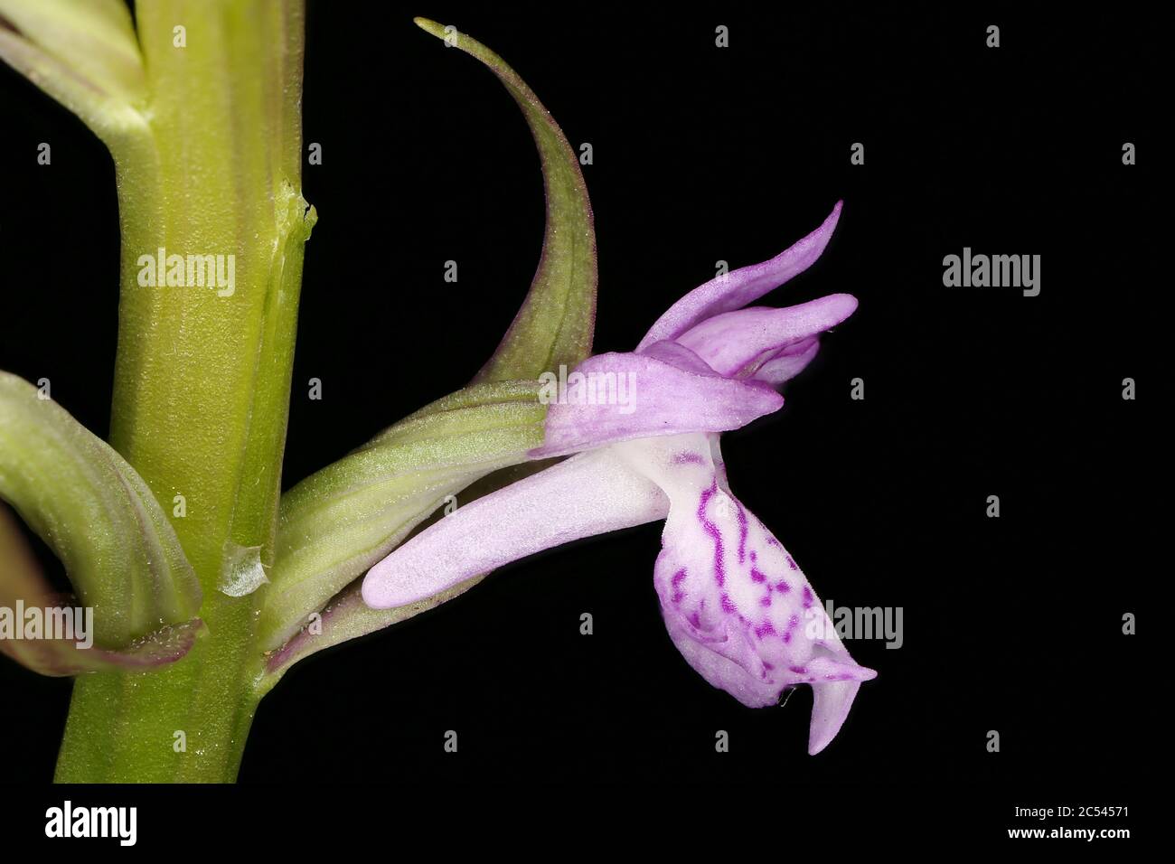 Baltic Spotted Orchid (Dactylorhiza baltica). Flower Closeup Stock ...