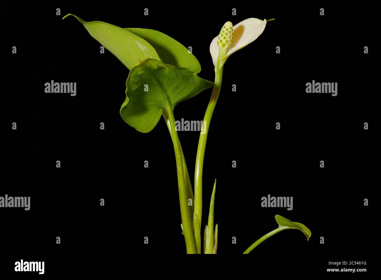 Bog arum calla hi-res stock photography and images - Alamy