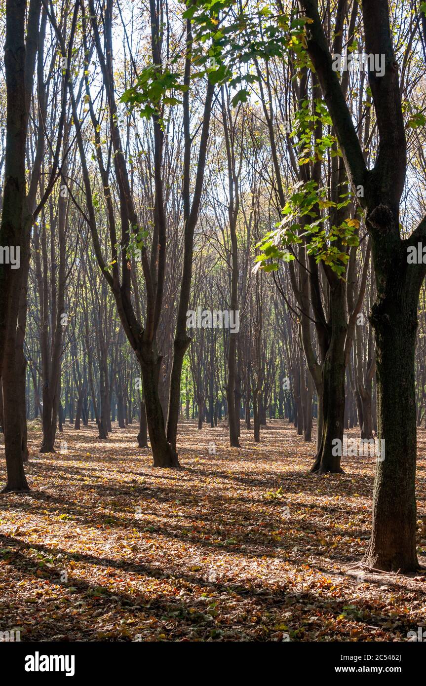 The tree trunks cast long shadows hi-res stock photography and images ...