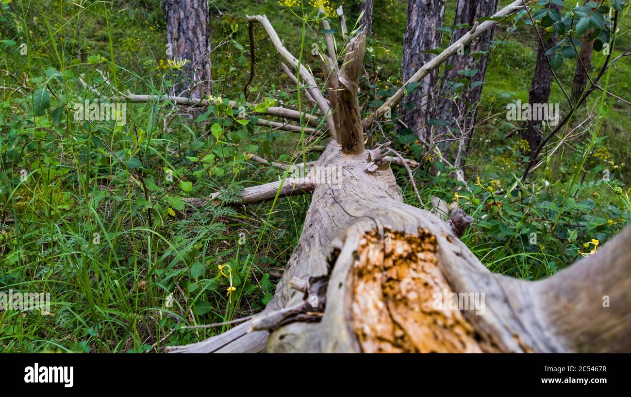 Horizontal shot of a fallen tree trunk and its branches in a forest ...