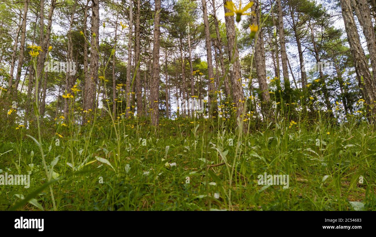 Horizontal shot of beautiful thin trees in a forest at daylight Stock ...