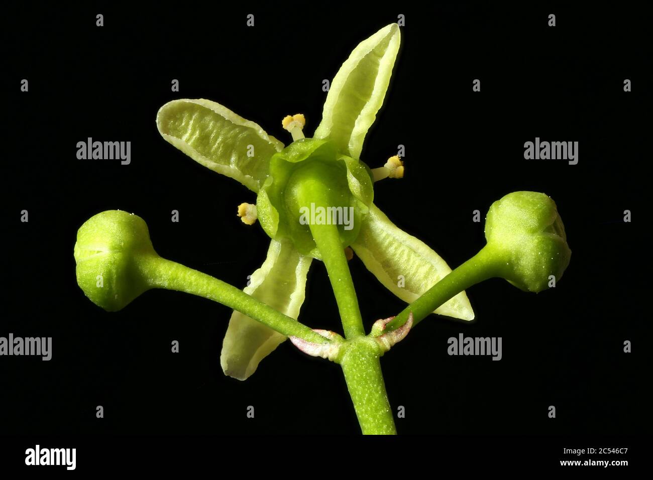 Spindle (Euonymus europaeus). Flower Closeup Stock Photo - Alamy