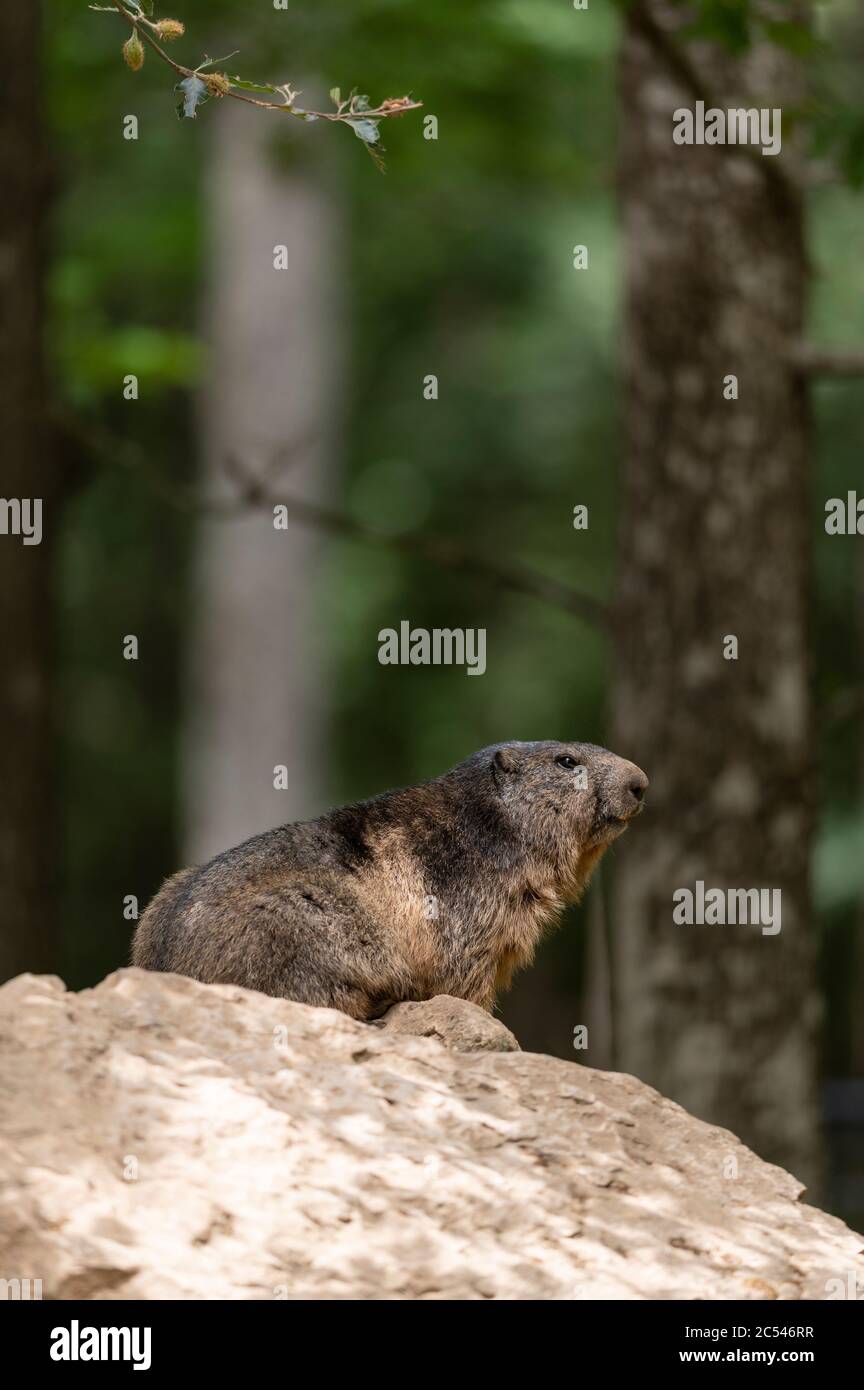 Marmot hole hi-res stock photography and images - Alamy