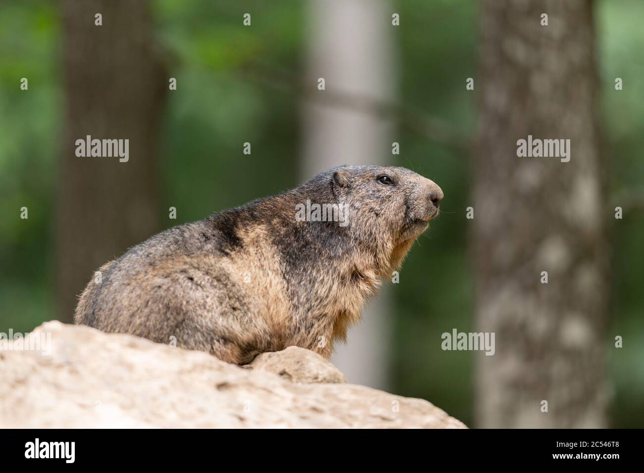 Alps marmot baby hi-res stock photography and images - Alamy