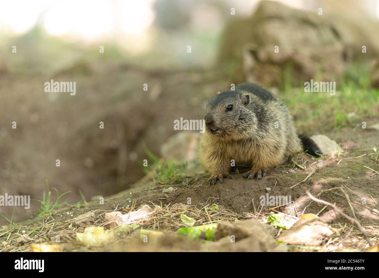Marmot hole hi-res stock photography and images - Alamy