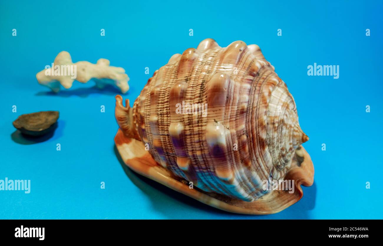 Horizontal shot of a nutmeg seashell with a few small seashells on a ...