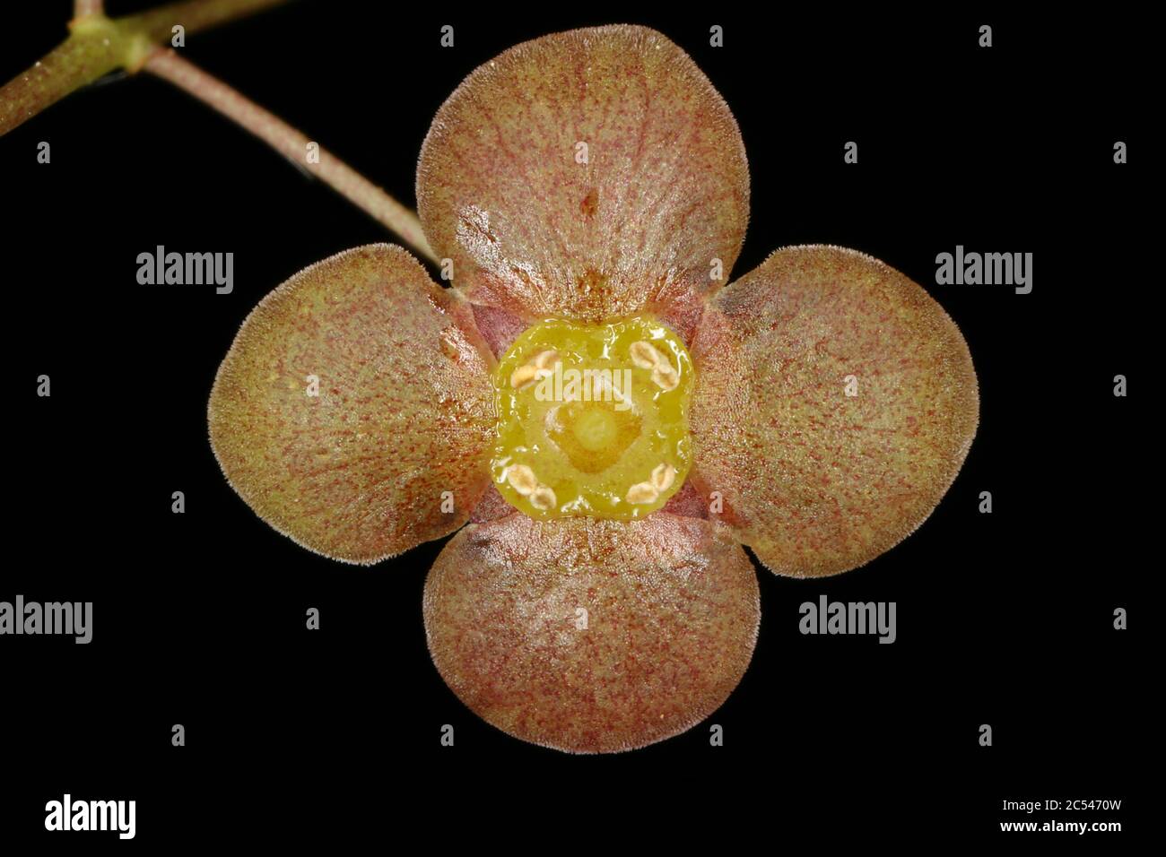 Warted spindle hi-res stock photography and images - Alamy