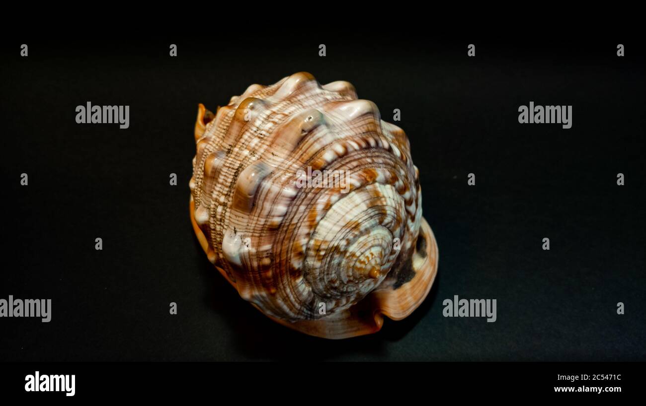 Horizontal shot of a nutmeg seashell on black background Stock Photo ...