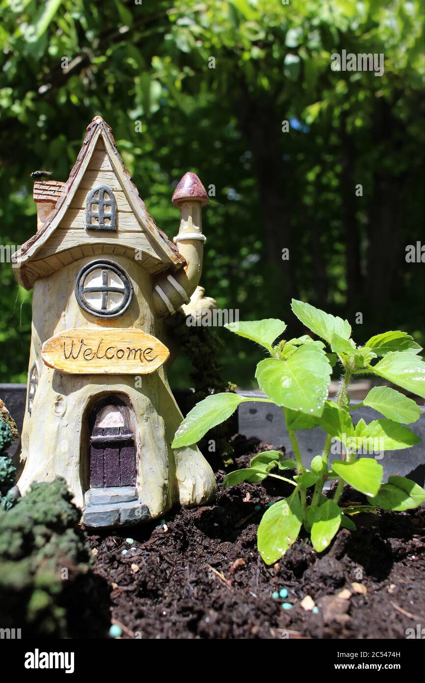 Young growing plant of Holy Basil also known as Tulsi basil in a ...