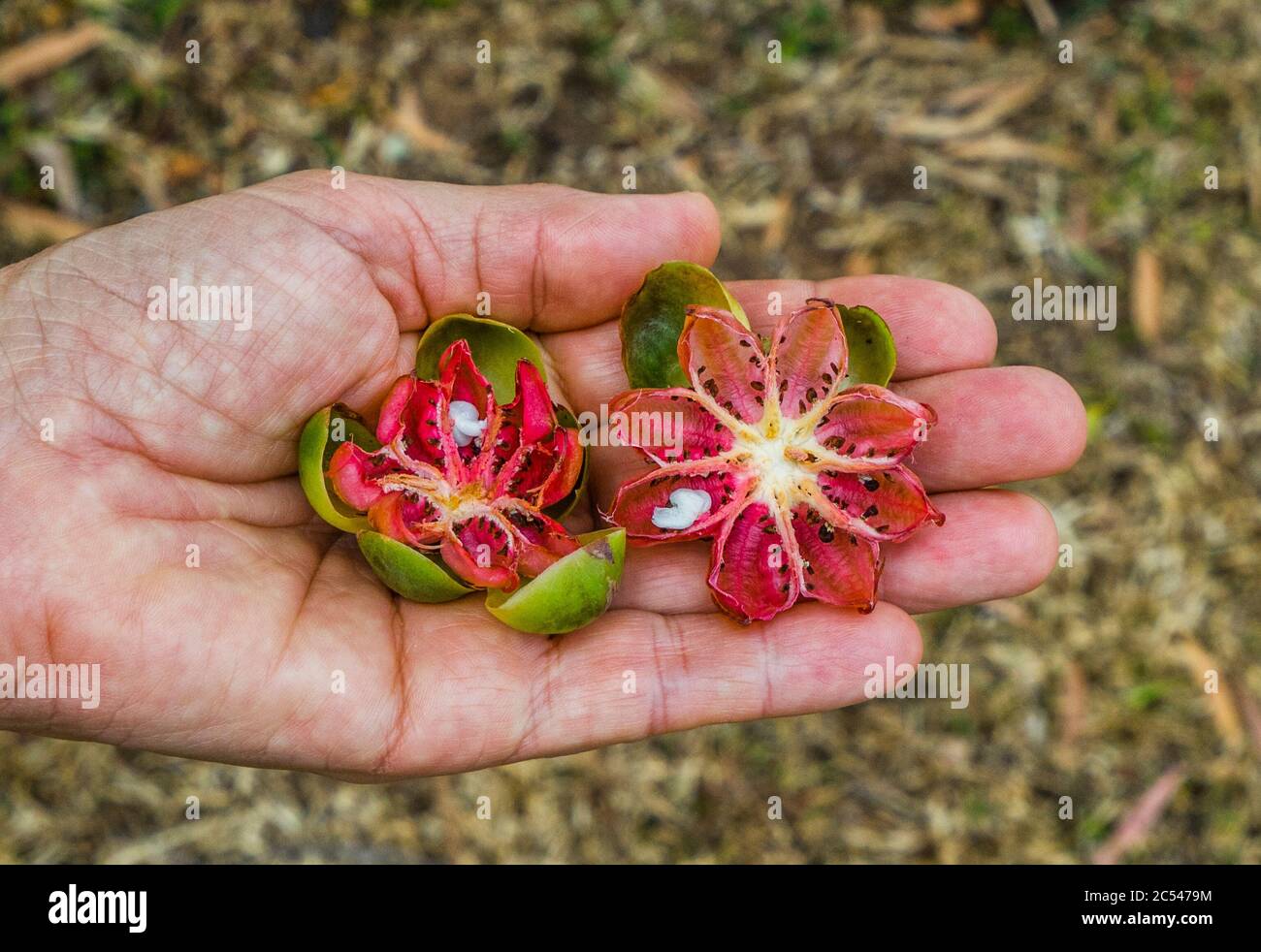 fruit of the Red Beech Tree, Dillenia alata, Cooktown, Far North ...