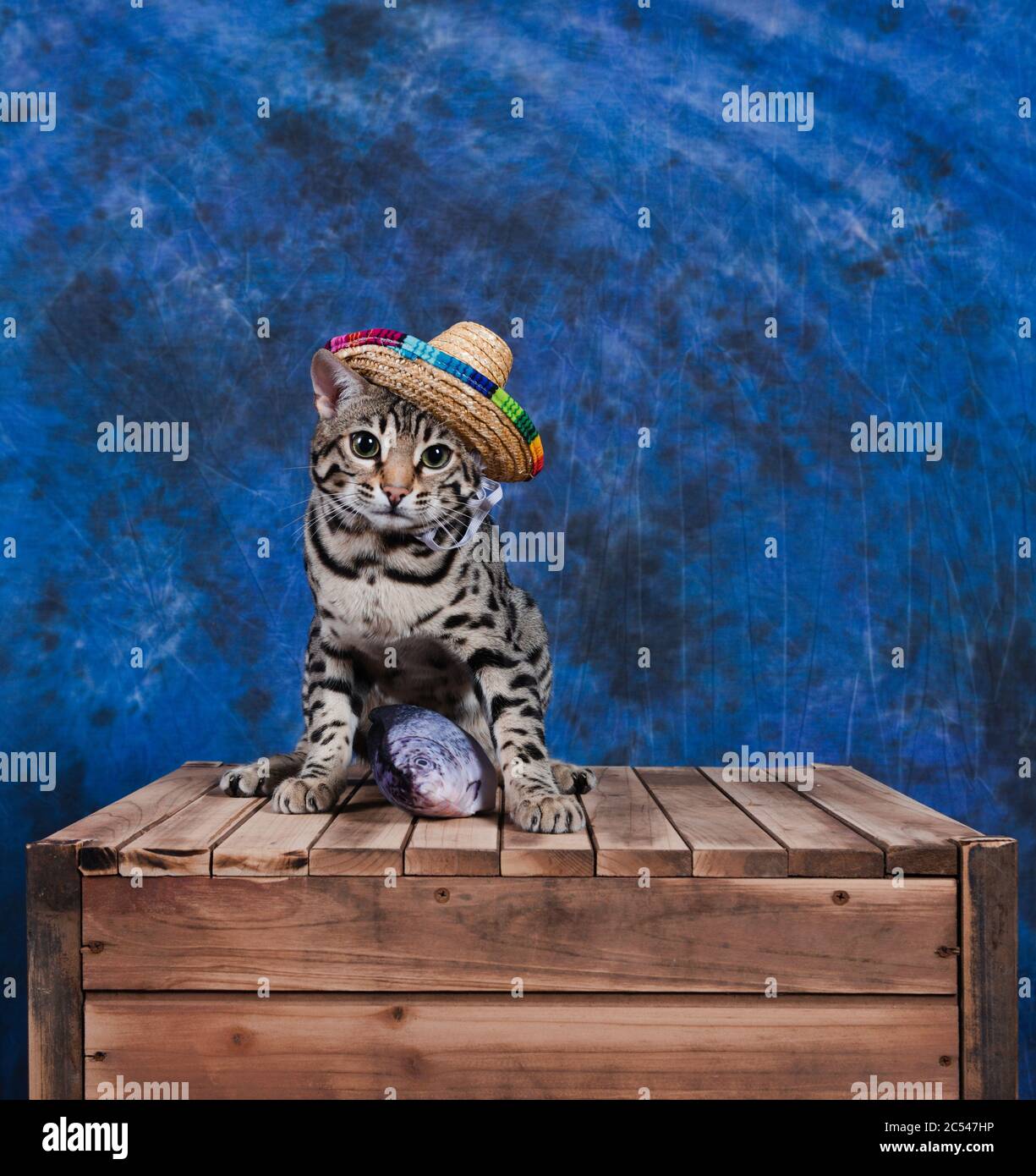 A bengal cat wearing Mexican hat and a soft toy on a wooden crate ...