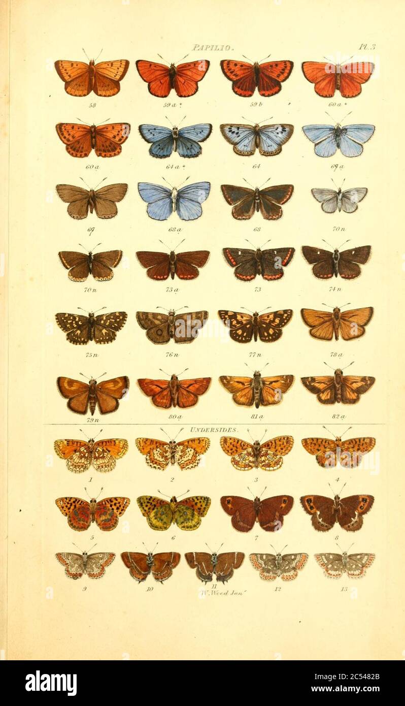 Index entomologicus, or, A complete illustrated catalogue, consisting ...