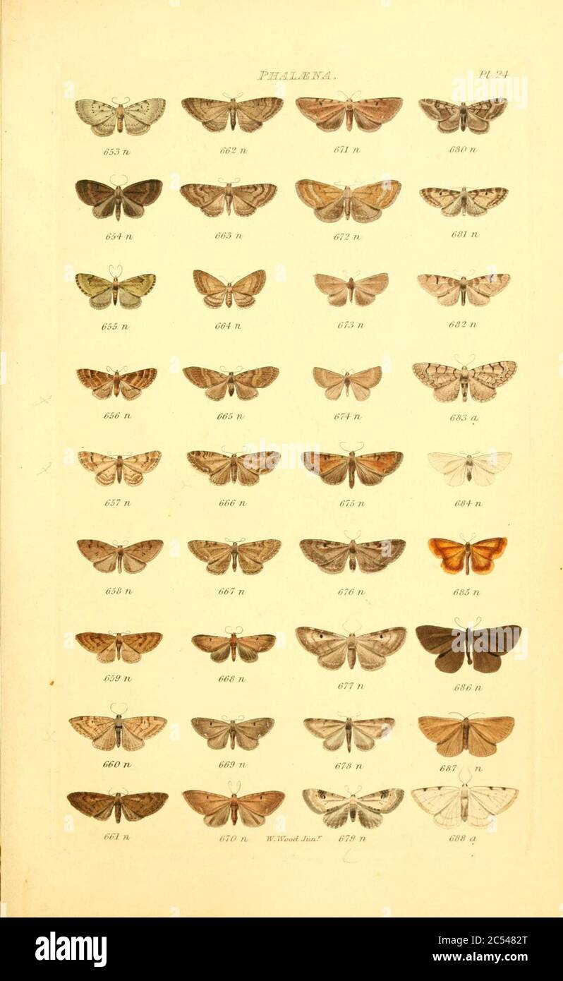 Index entomologicus, or, A complete illustrated catalogue, consisting ...