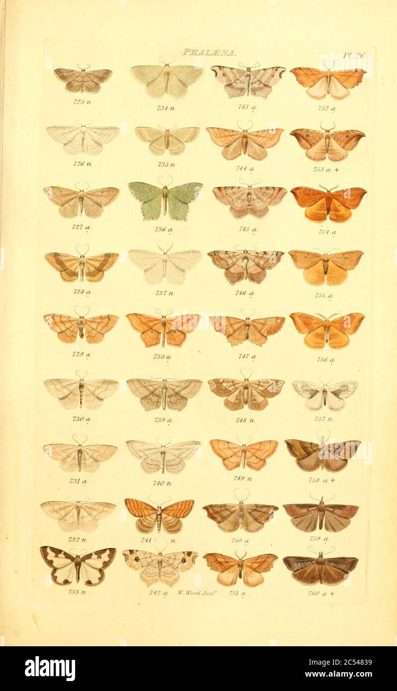 Index entomologicus, or, A complete illustrated catalogue, consisting ...