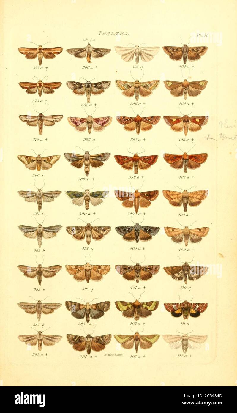 Index entomologicus, or, A complete illustrated catalogue, consisting ...