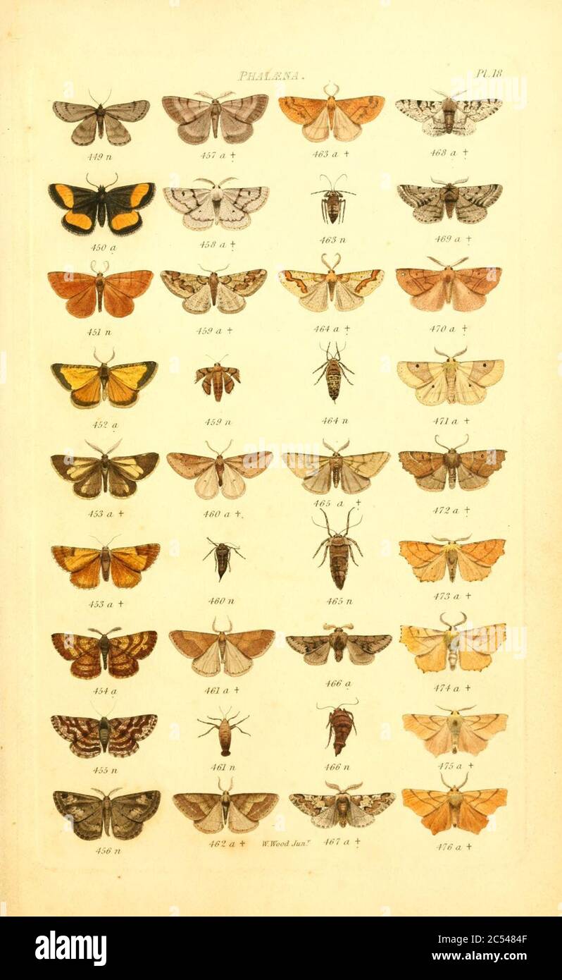 Index entomologicus, or, A complete illustrated catalogue, consisting ...