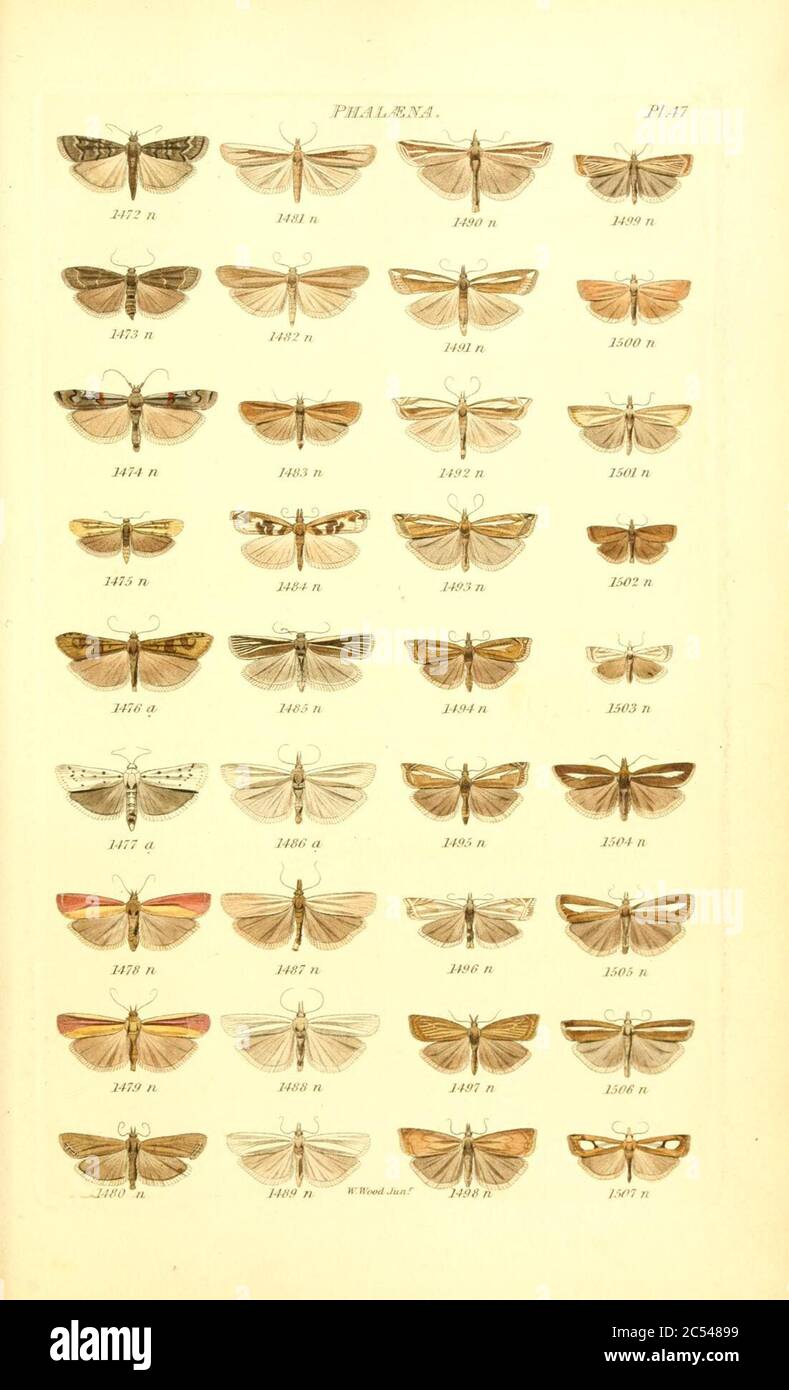 Index entomologicus, or, A complete illustrated catalogue, consisting ...