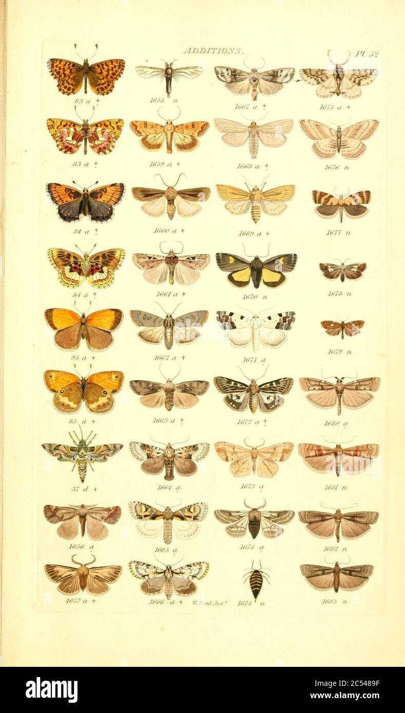 Index entomologicus, or, A complete illustrated catalogue, consisting ...