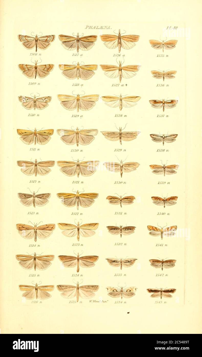Index entomologicus, or, A complete illustrated catalogue, consisting ...